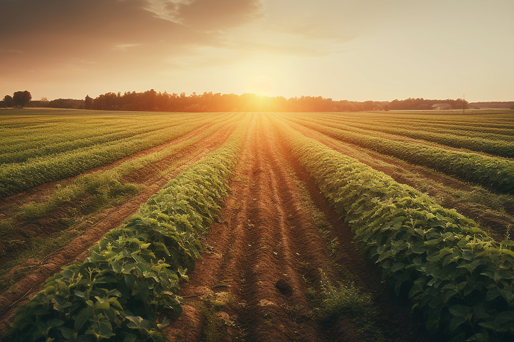 GAIA AGRITRADE – Your Partner in Agricultural Trading